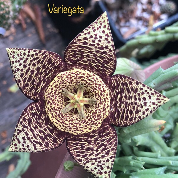 Orbea Variegata - Etsy