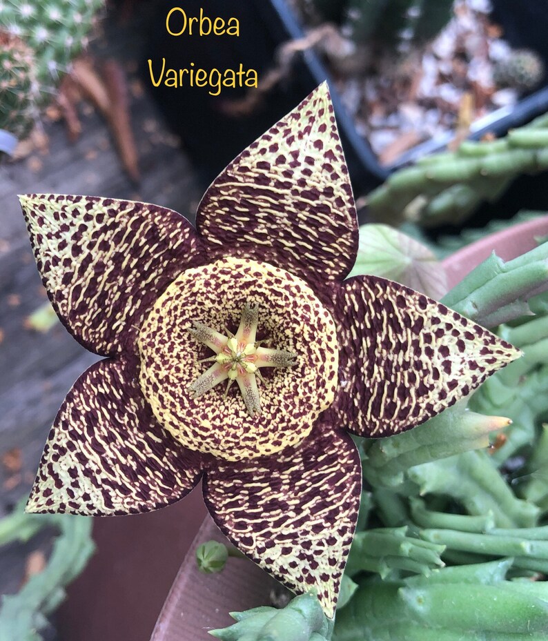 5 Orbea Variegata Succulents Huernia Cactus - Etsy