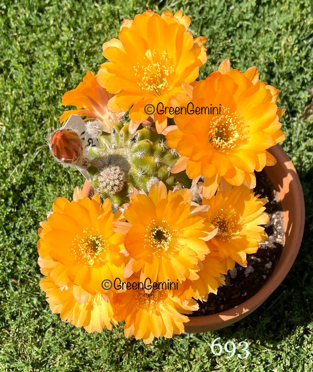 693 Echinopsis European Hybrids Blooming Sizes Cactus Succulents - Etsy