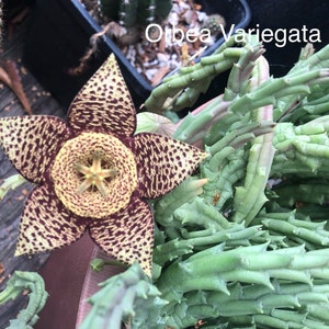 5 Orbea Variegata Succulents Huernia Cactus - Etsy