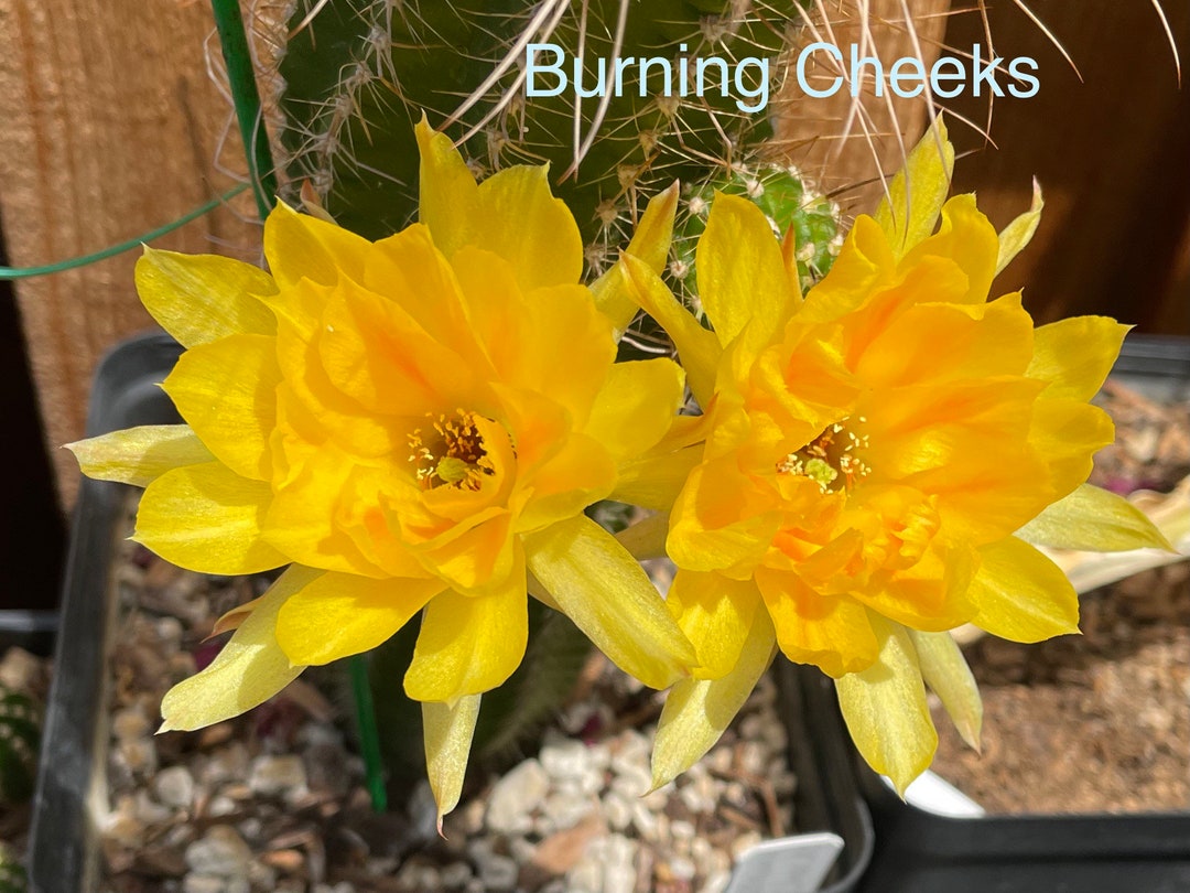 BURNING CHEEKS Chamaecereus/echinopsis Rooted Pups Peanut Cactus ...