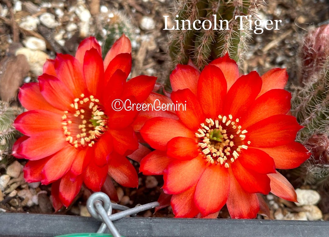 LINCOLN TIGER Chamacereus European Hybrids Rooted Plants Peanut Cactus ...