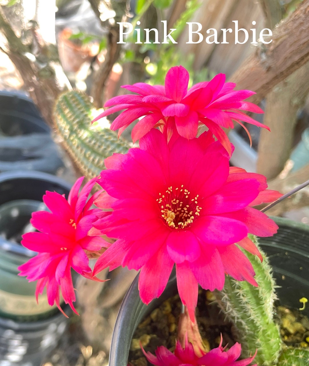 Pink Barbie Chamaelobivia Hybrids Rooted Plants Peanut Cactus - Etsy