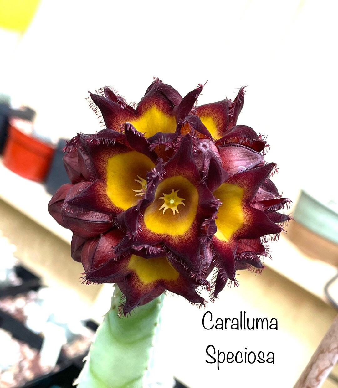 10” Tall Caralluma Speciosa Hybrids Rooted Plant Rare Succulents Cactus ...