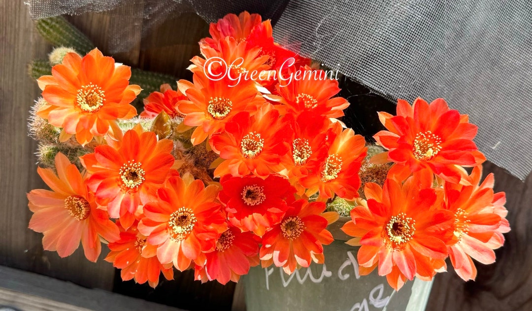 GIULIO Chamacereus-lobivia European Hybrids Peanut Cactus Rooted Plant ...