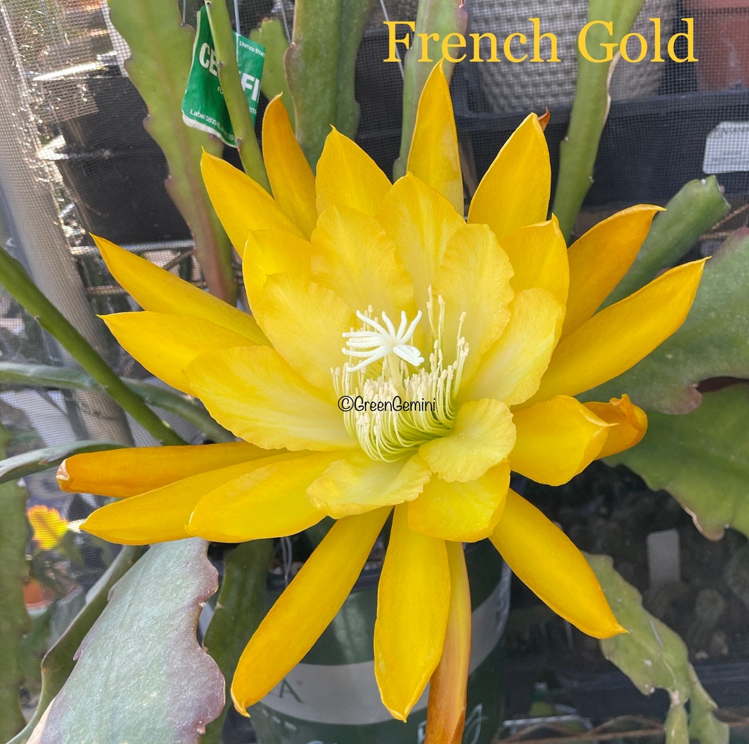 FRENCH GOLD Epiphyllum Orchid Fragrant Cactus Succulent - Etsy