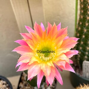ANNE FRANK Rare Echinopsis European Hybrids ONE 1 Rooted Cactus ...