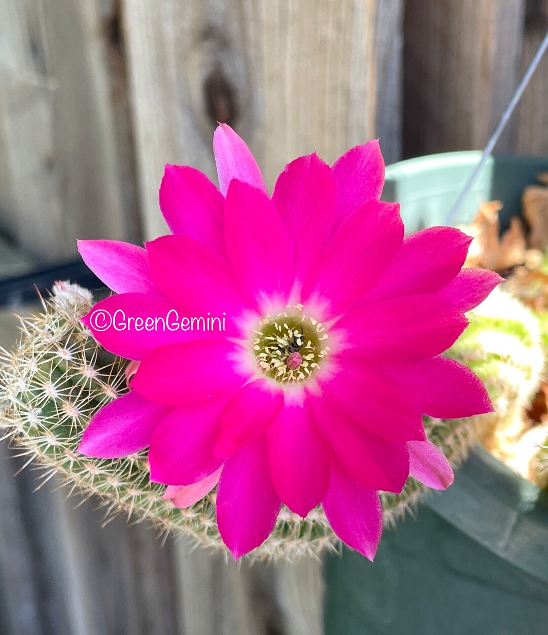 SURPRIZE Chamaecereus Hybrids Peanut Cactus 7 Tall Rooted Plants ...
