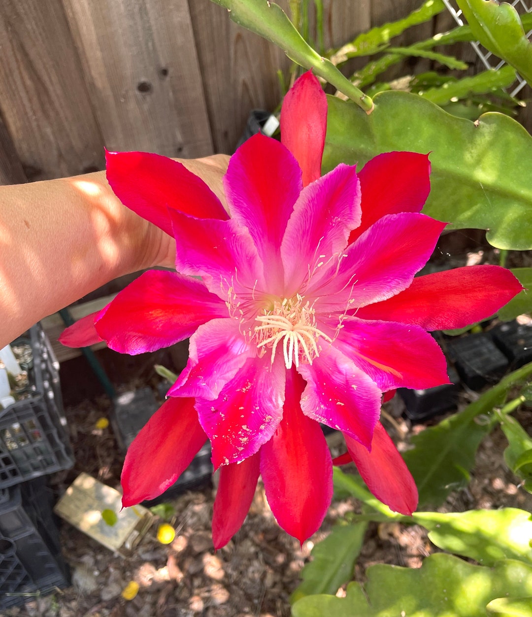 DIEGO RIVERA Rare Epiphyllum Orchid Cactus - Etsy