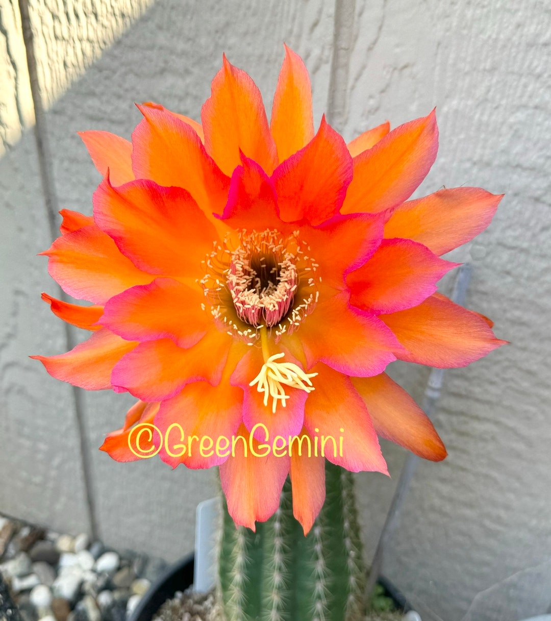 PHOENIX Echinopsis Rooted Plant Cactus Succulents - Etsy