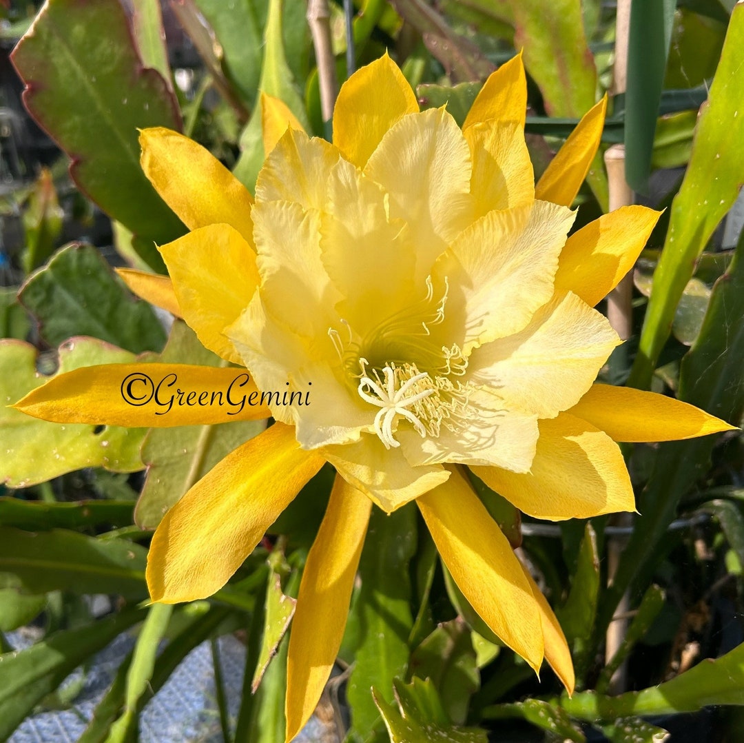 3 GOLD MEDAL Epiphyllum Orchid Cactus Succulents - Etsy