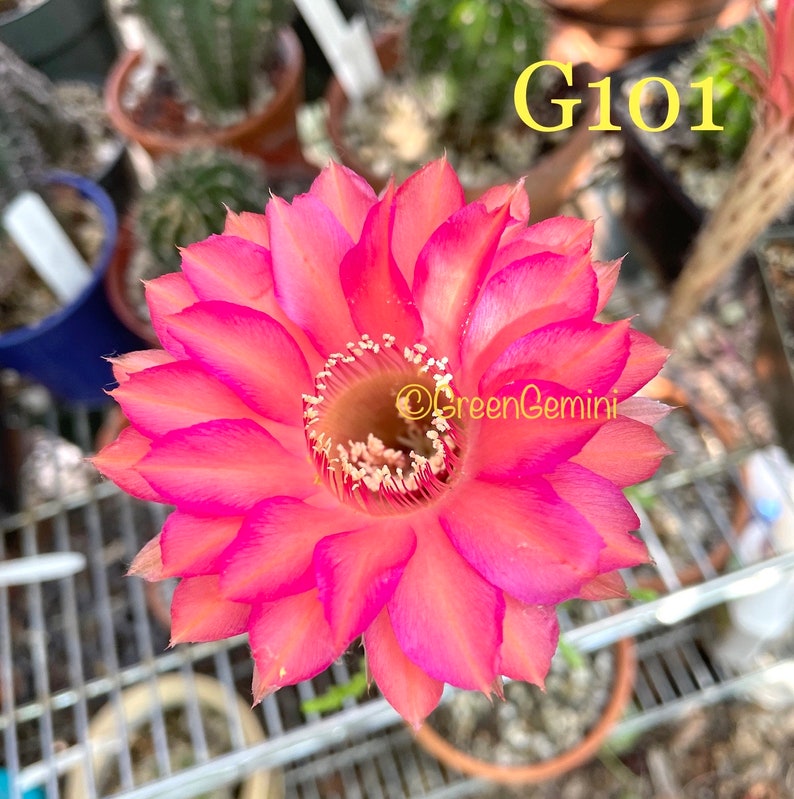 Echinopsis Hybrids G101 Rooted Pups Cactus Succulents - Etsy