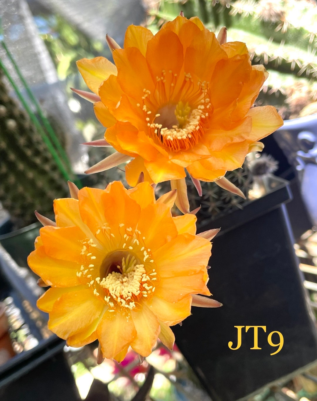 JT9 Echinopsis Hybrids Mature Cactus Plants Succulents - Etsy