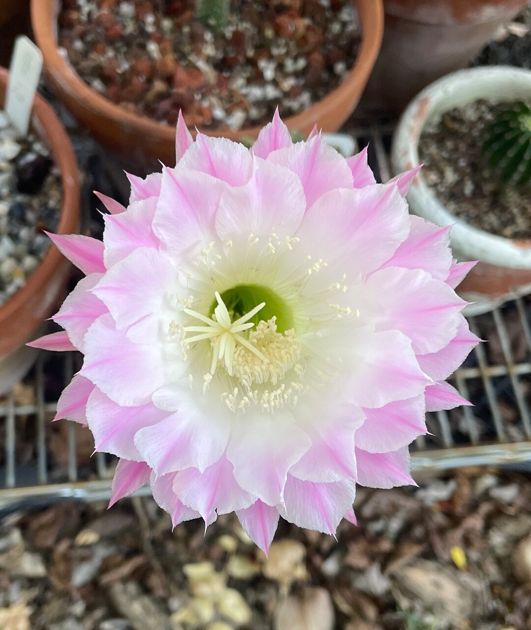 742 Fragrant Echinopsis Hybrids Rooted Plants Cactus Succulents - Etsy