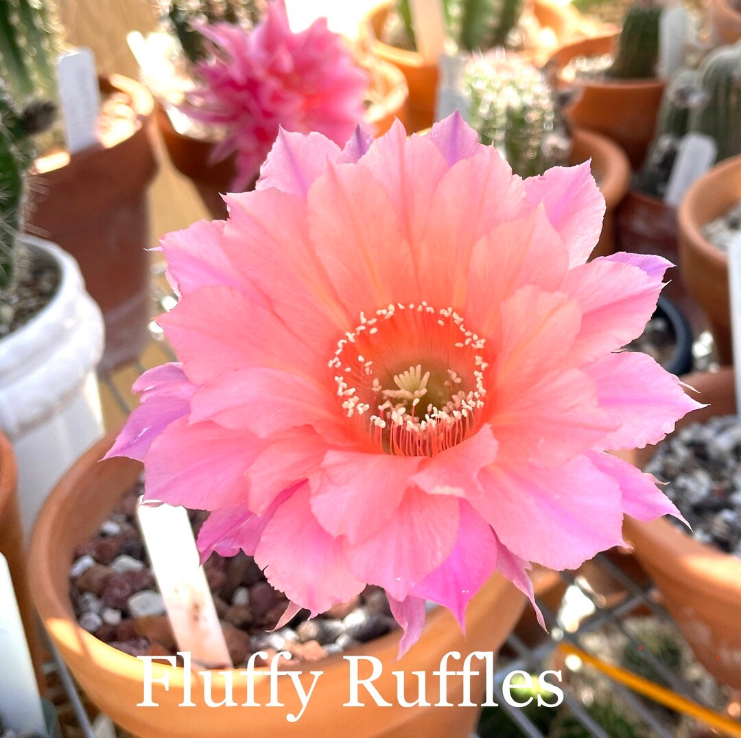 Fluffy Ruffles Rare Echinopsis Johnson Hybrids Mature Plant Cactus ...