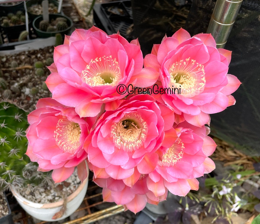 EDDIE Rare Echinopsis Schick Hybrids Mature Cactus Plant Succulents - Etsy