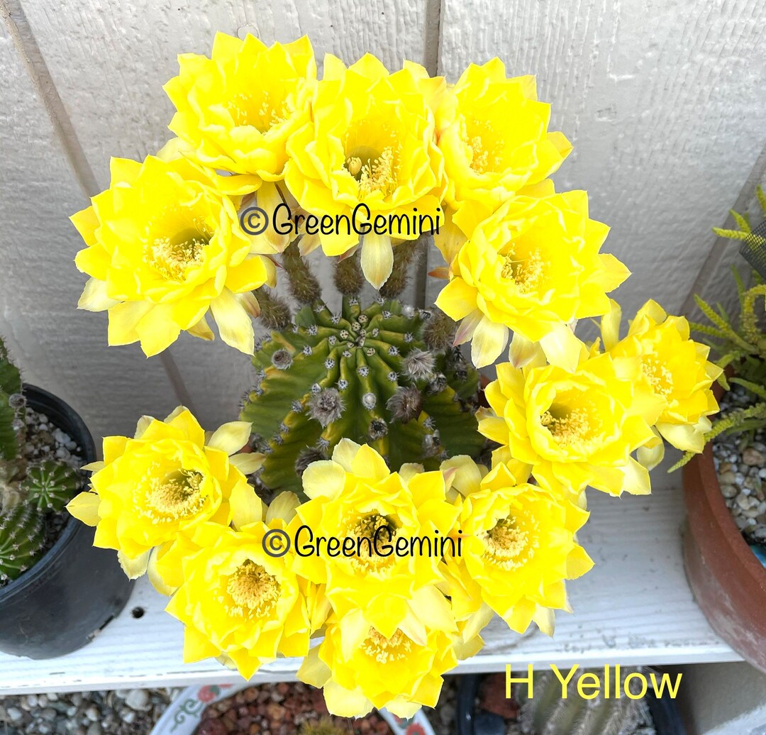 Hybrids Yellow Echinopsis Rooted Plants Cactus Succulents - Etsy