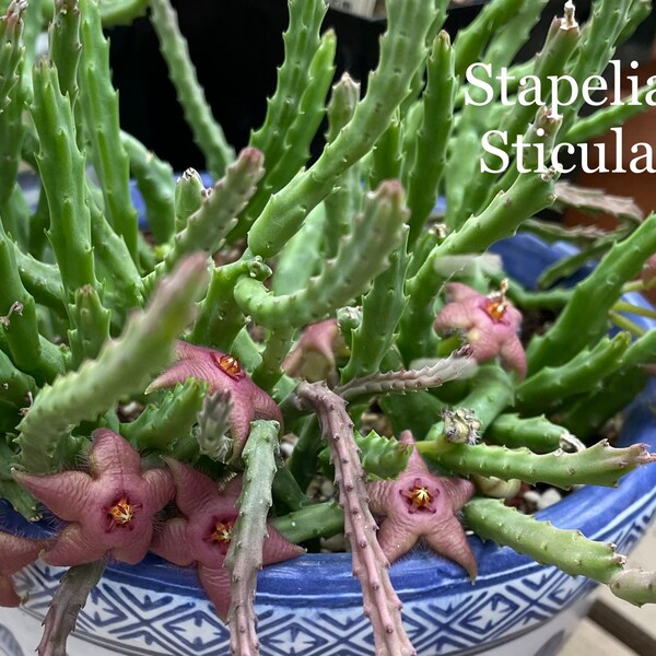 Stapelia - Etsy