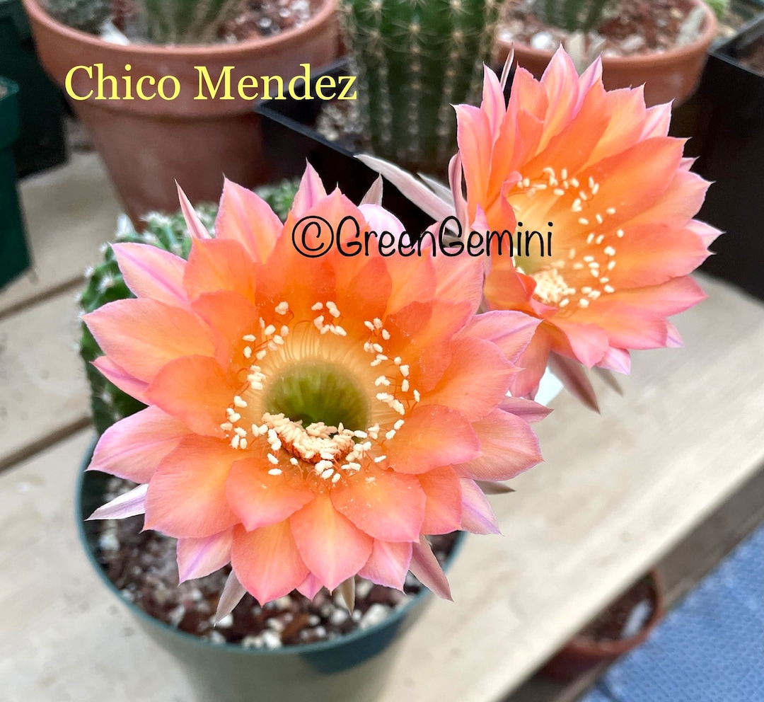 CHICO MENDEZ Rare Echinopsis Schick Hybrids Rooted Pup Cactus ...