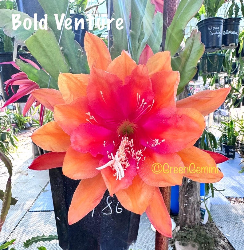 Bold Venture Epiphyllum Orchid Cactus - Etsy