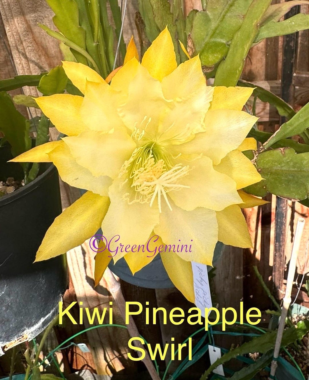 Kiwi PINEAPPLE SWIRL Epiphyllum Orchid Cactus Succulents - Etsy