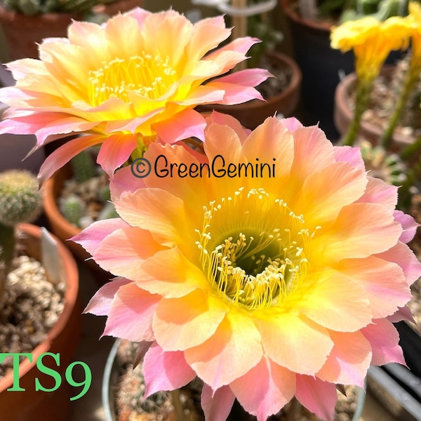 GreenGeminiCactuz - Etsy