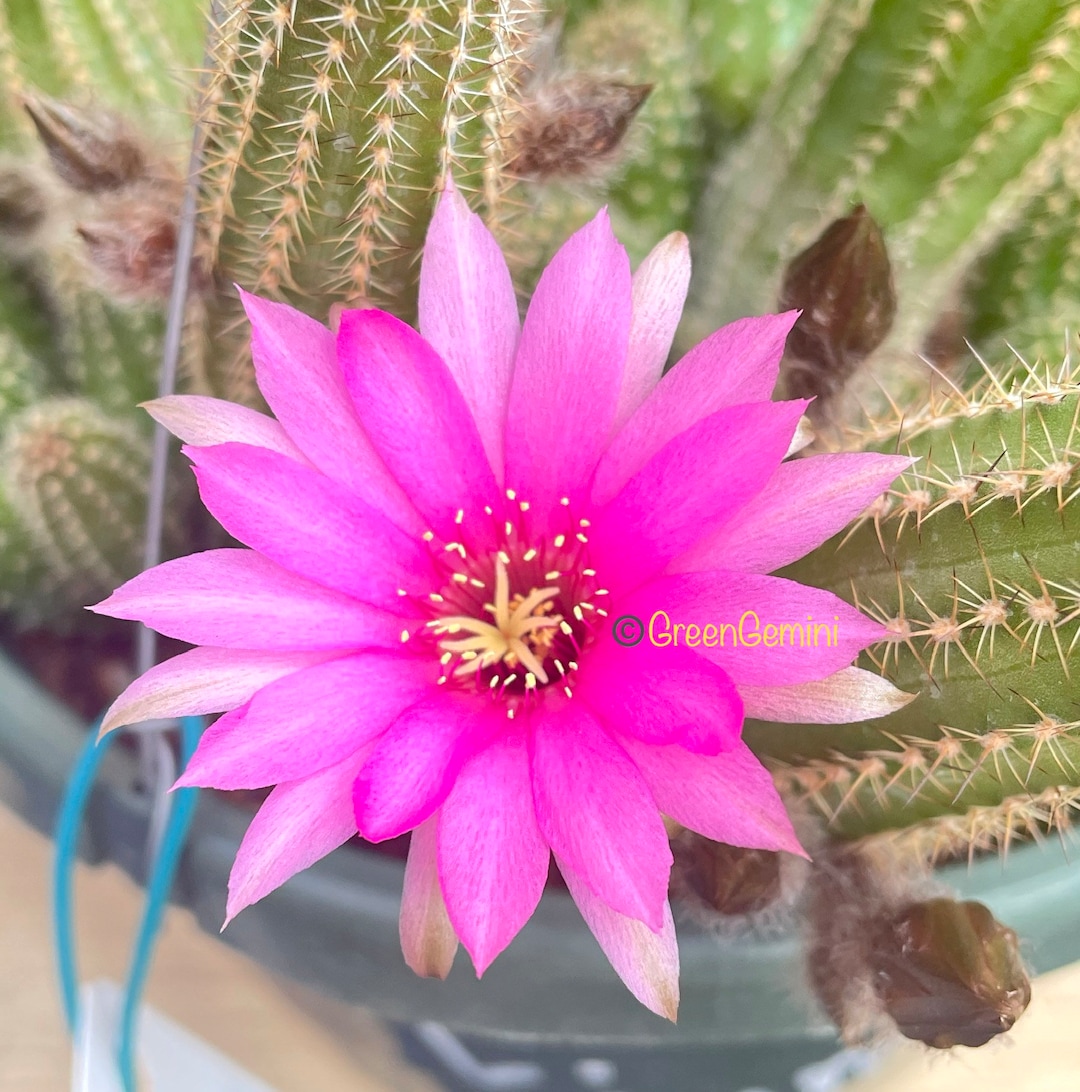 LINCOLN ROMANCE Rare Chamaecereus Hybrids Rooted Plants Peanut Cactus ...
