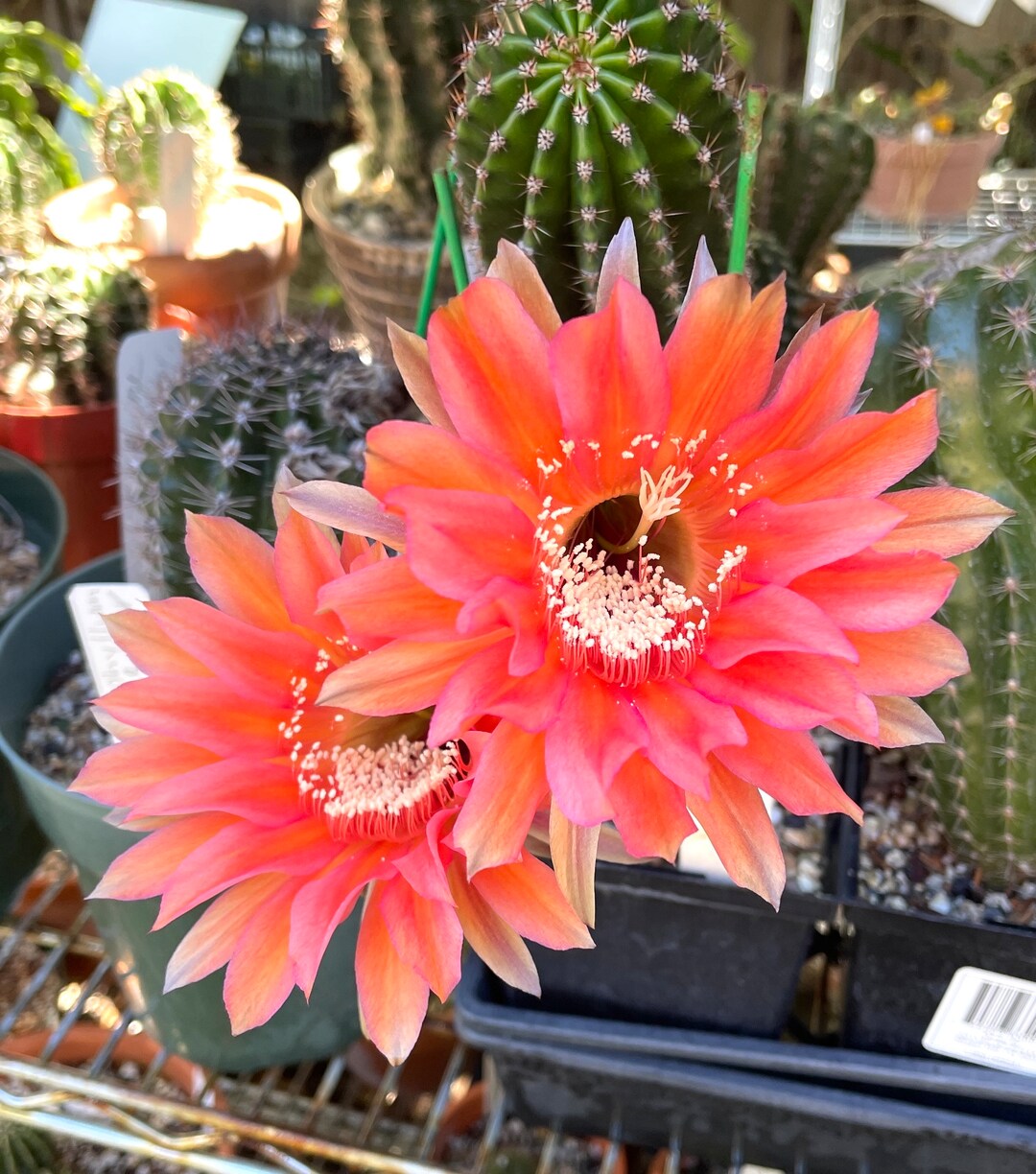 GEX19.49 Echinopsis European Hybrid Rooted Plants Cactus Succulents - Etsy