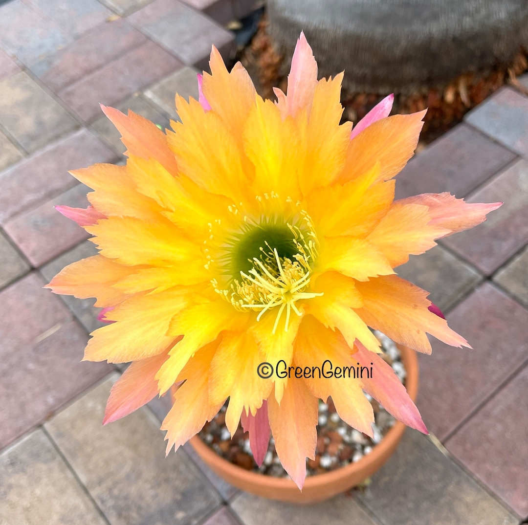 Echinopsis Rare European Hybrids Super Apricot Cactus - Etsy