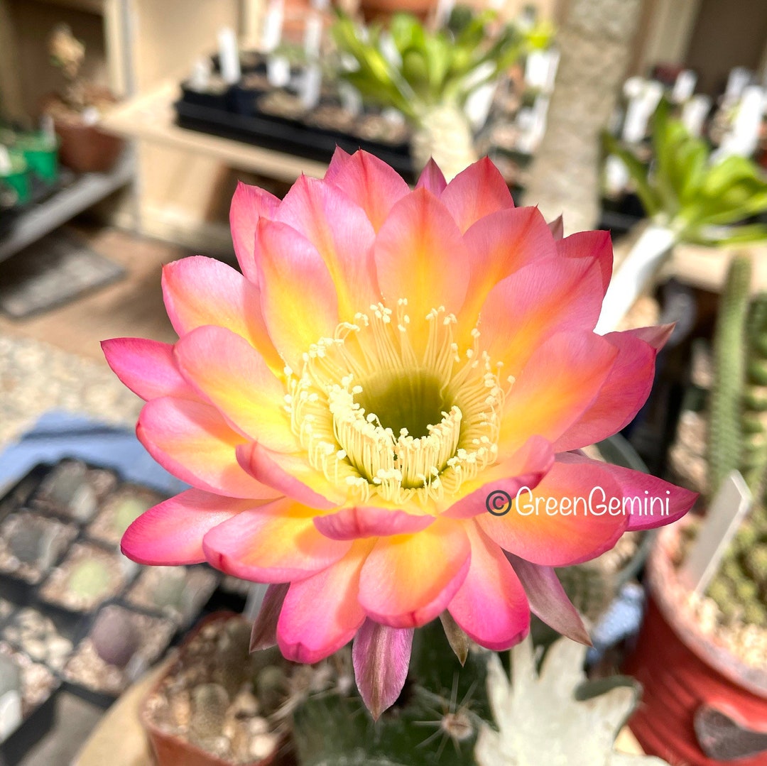 Rare LOTUS LAMP Echinopsis Hybrids Rooted Cactus Plants Succulents - Etsy