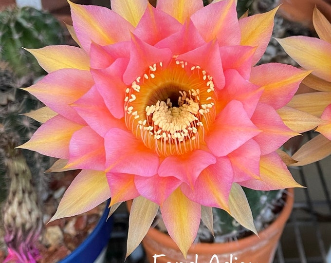 FOND ADIEU Echinopsis Schick Hybrids Rooted Plant Cactus - Etsy