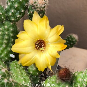 OPUS YELLOW Chamacereus European Hybrids Rooted Plants Peanut Cactus - Etsy