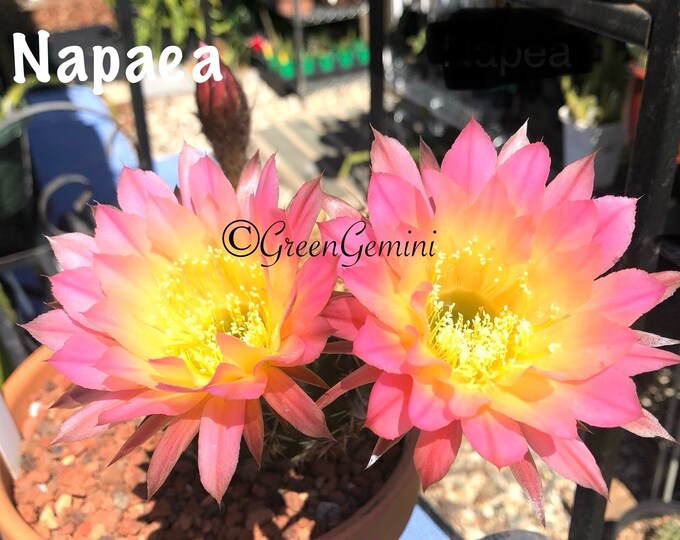 NAPAEA Rare Echinopsis Schick Hybrids Rooted Pups Cactus Succulents - Etsy