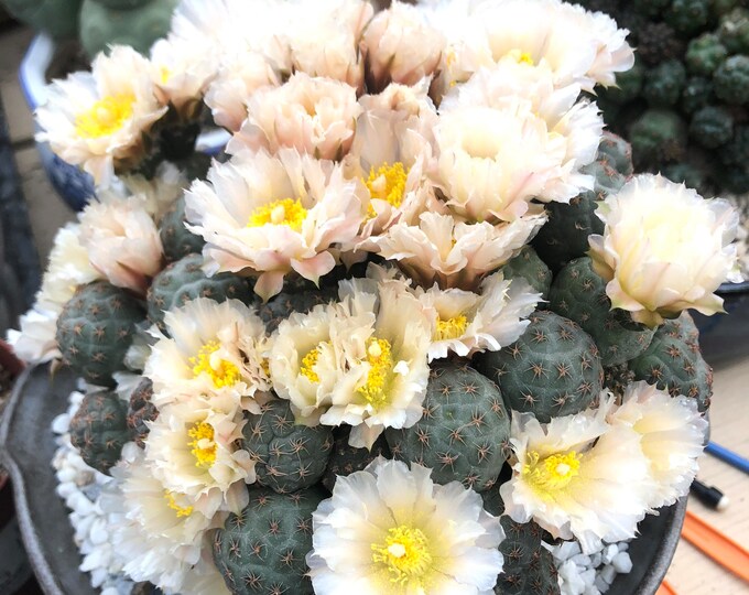 Rare Puna Bonnieae Clumps Own Rooted No Grafted Cactus Plants ...