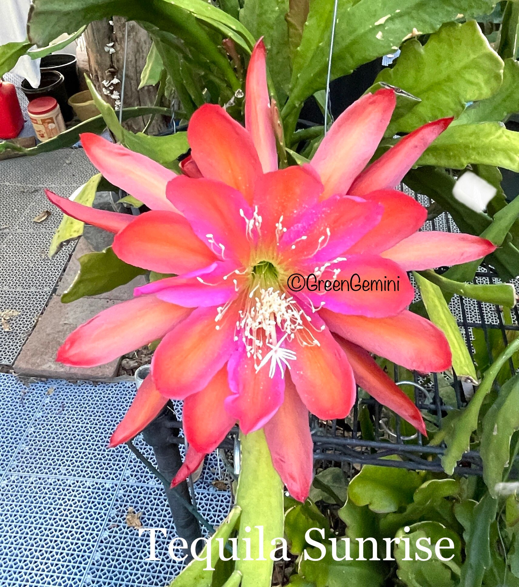 Tequila Sunrise Plant