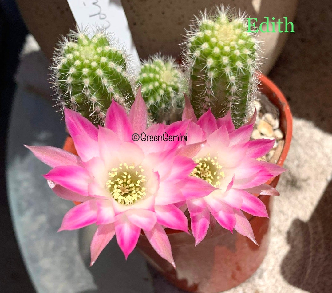 Edith Chamaecereus Rooted Pups Peanut Cactus European Hybrids - Etsy