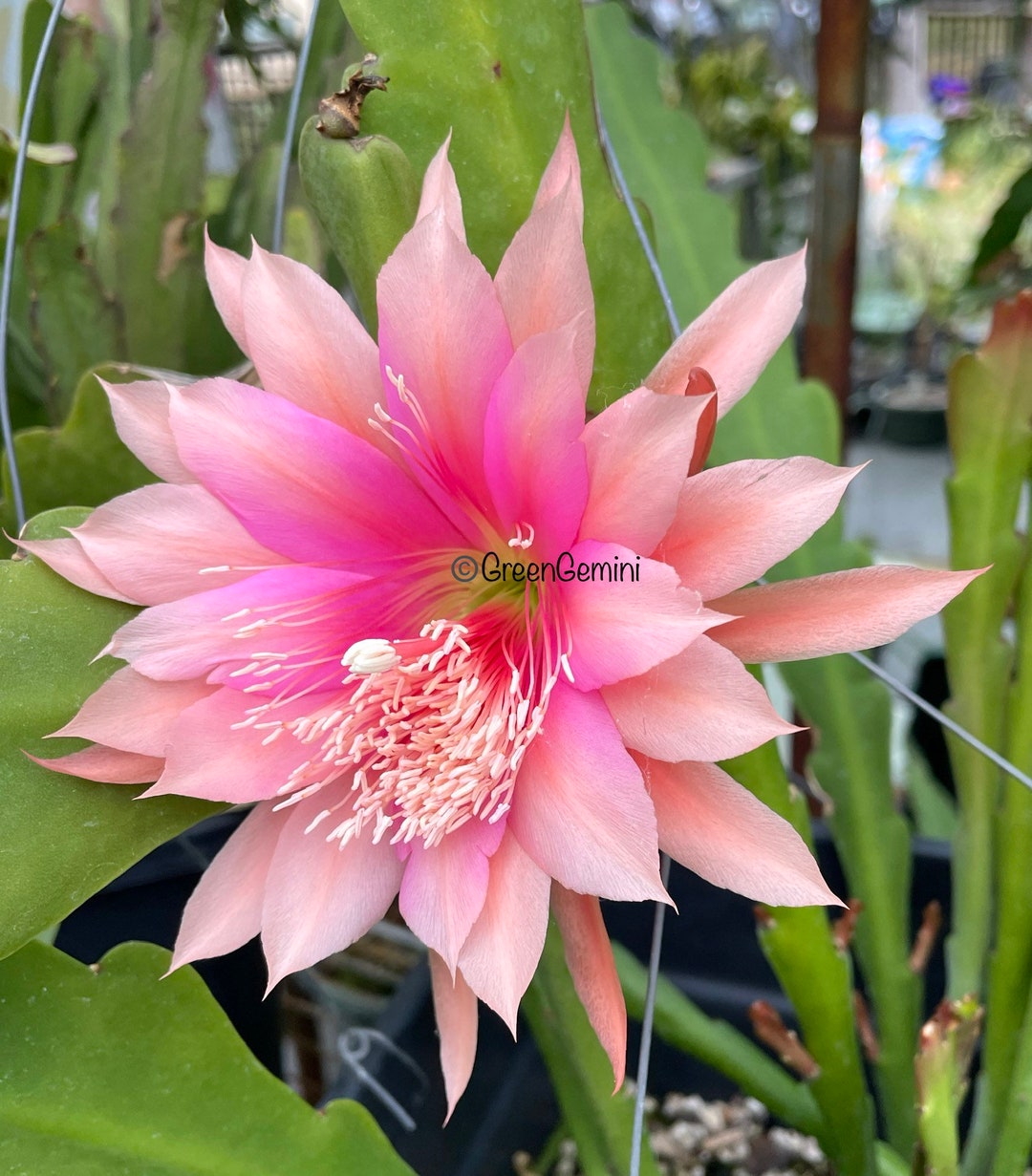 Rare PINK CANTALOUPE Epiphyllum Orchid Cactus - Etsy