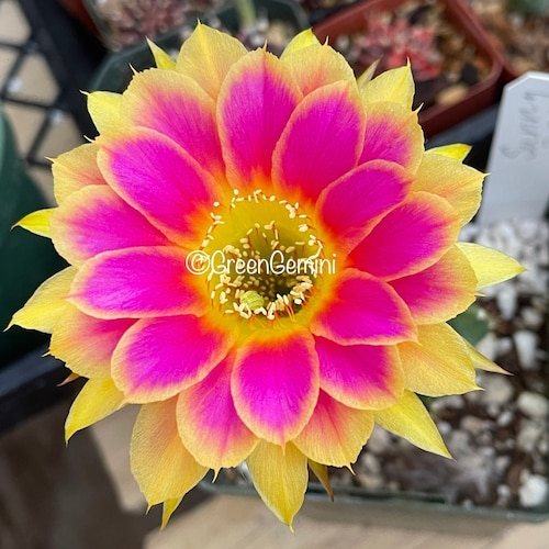 GreenGeminiCactuz - Etsy