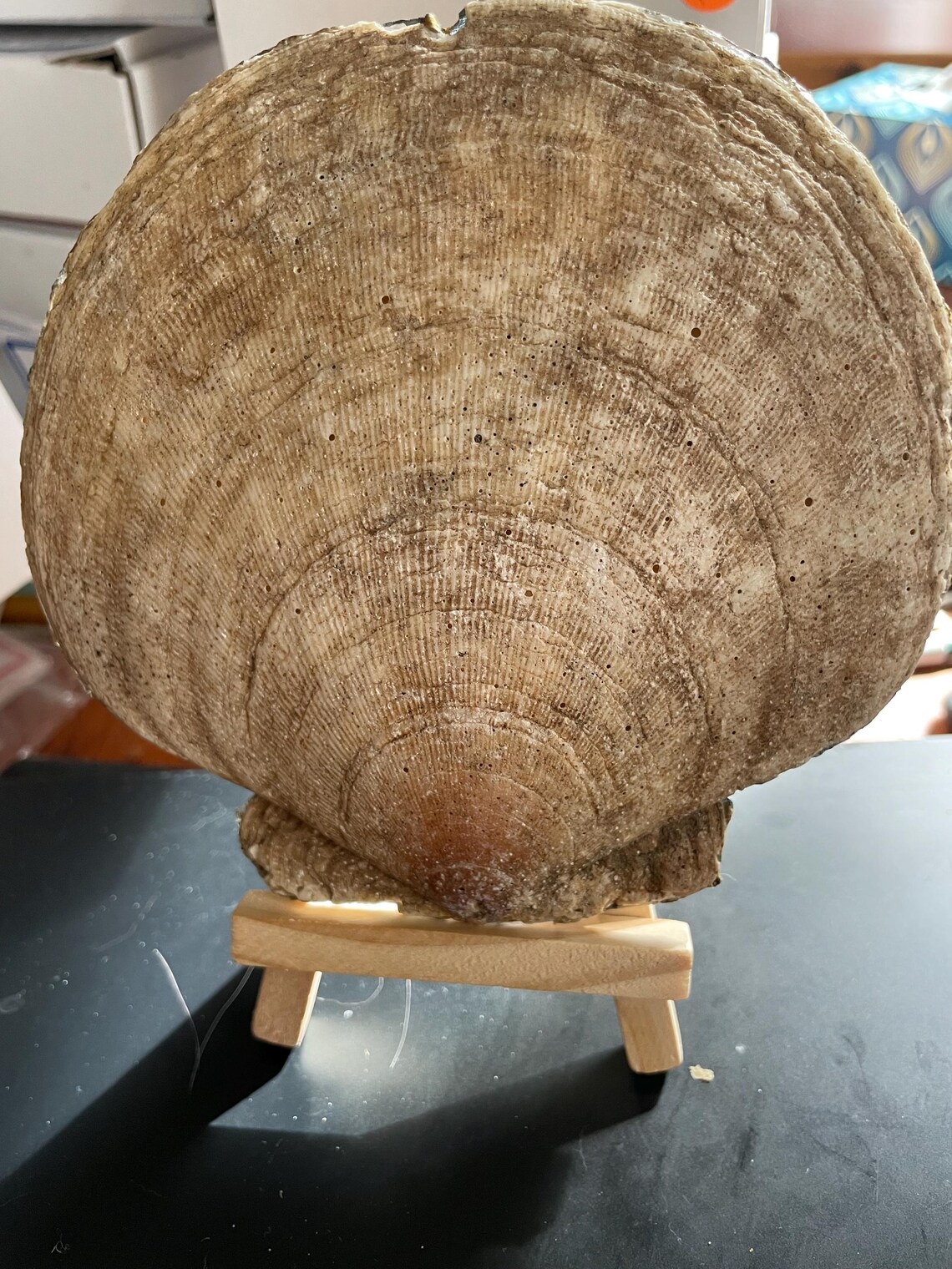 112a Penobscot Bay Scallop Shell Decoupage - Etsy