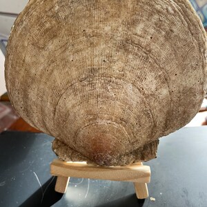 112a Penobscot Bay Scallop Shell Decoupage - Etsy