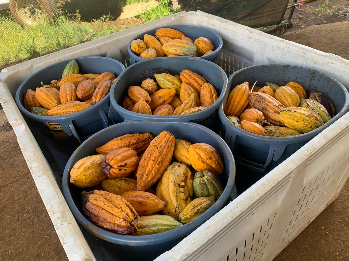 1lb Dried Hawaiian Cacao Beans (hawaii Grown) - Etsy