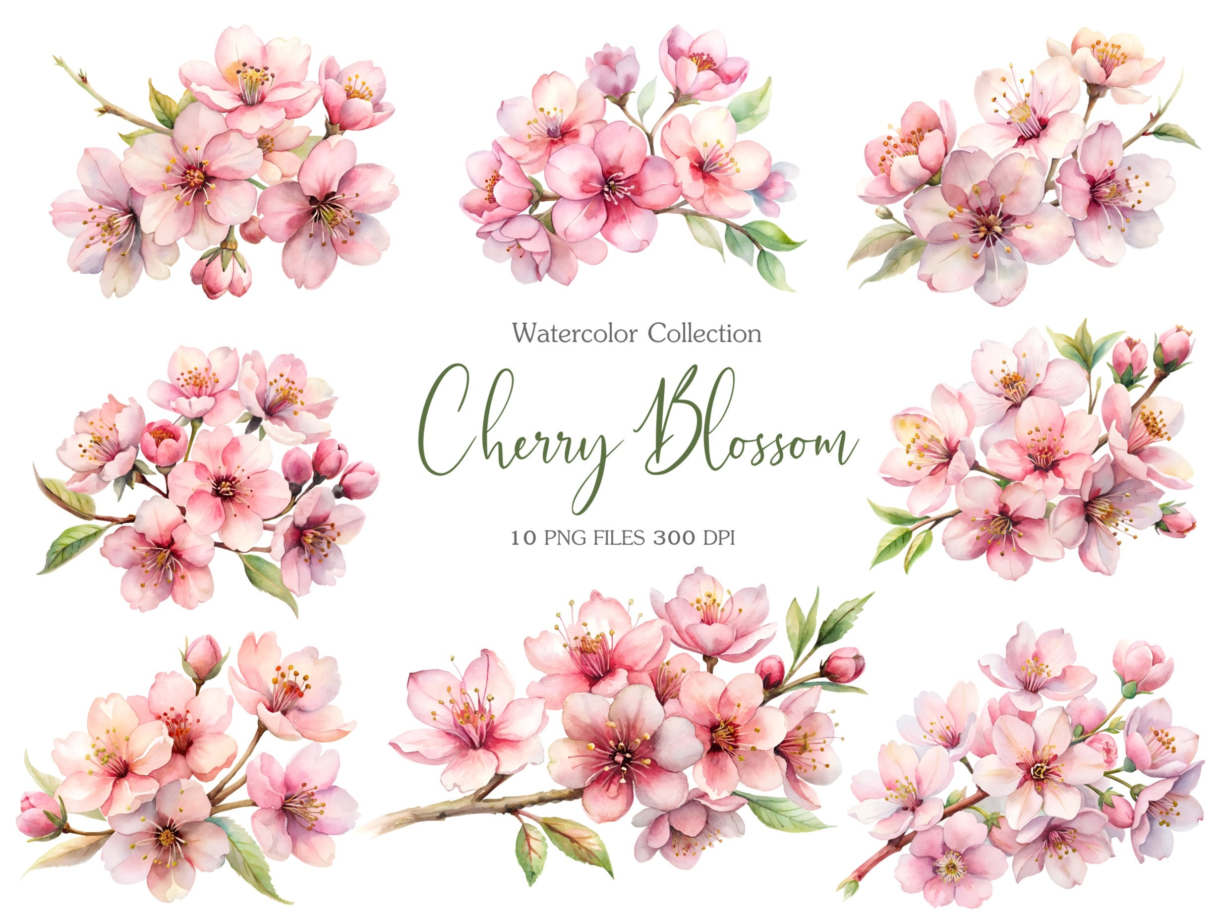 Watercolor Cherry Blossom Clipart, Floral PNG (digital Download) - Etsy
