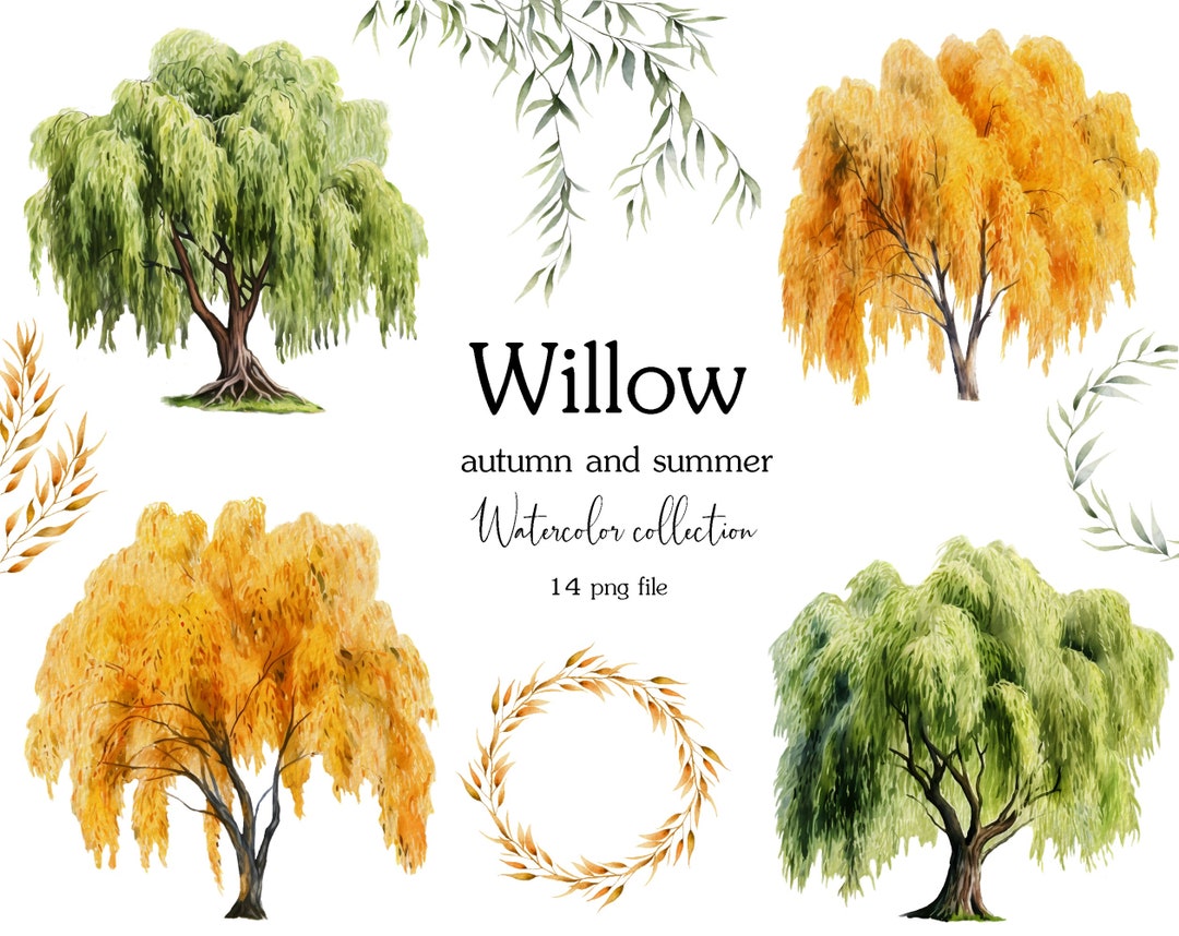 Willow Tree Watercolor Clipart, Branches Wreaths Seamless Patterns ...