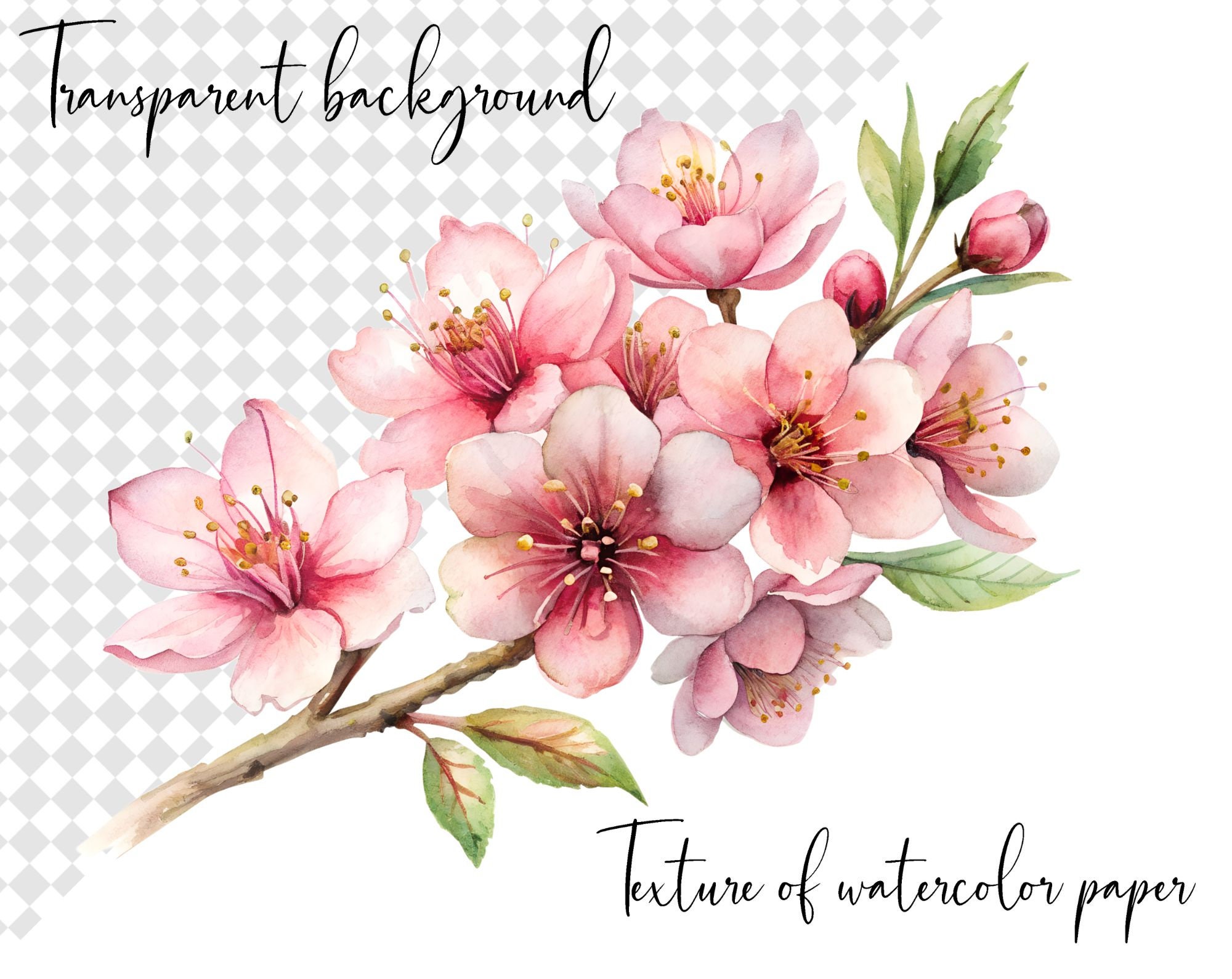 Watercolor Cherry Blossom Clipart, Floral PNG (digital Download) - Etsy