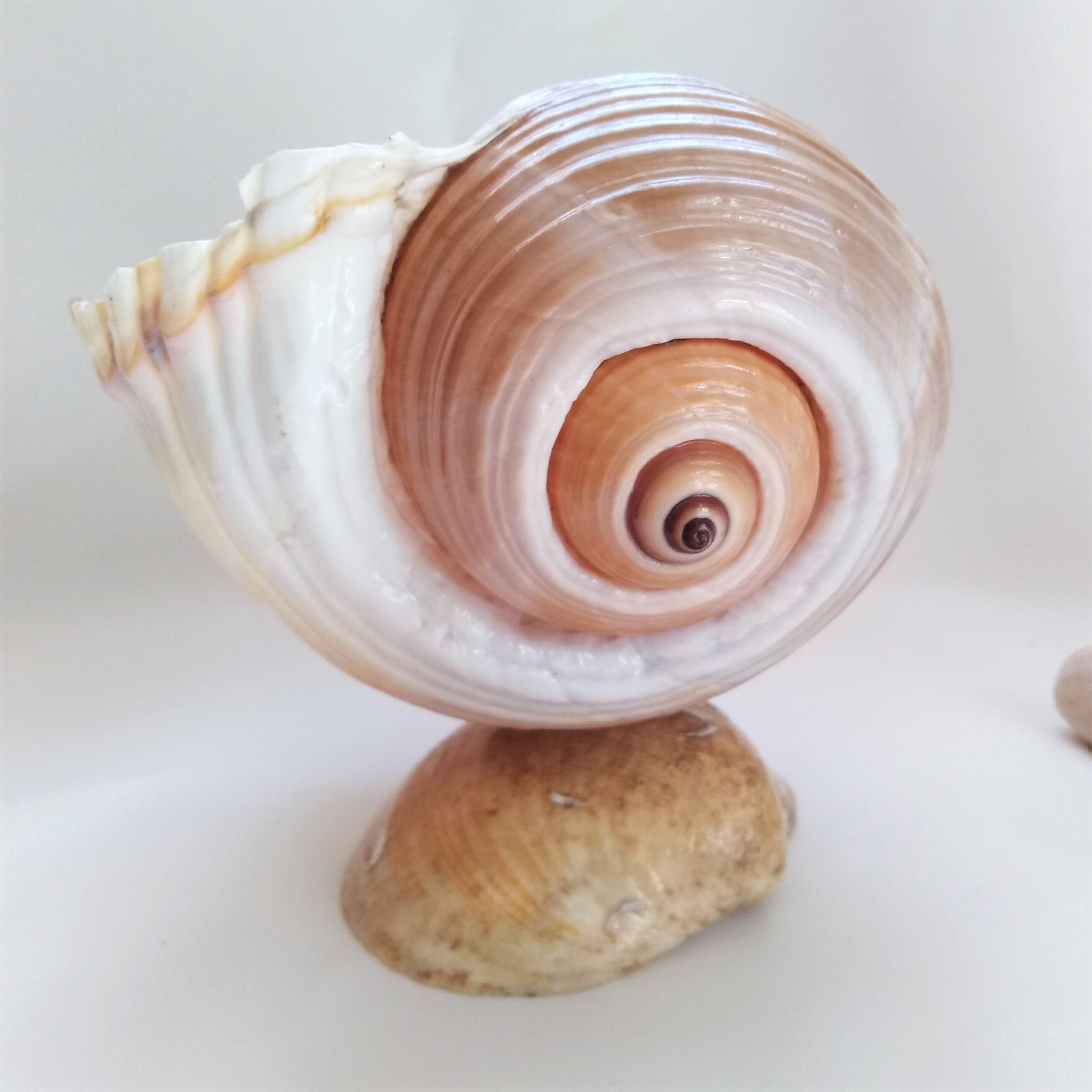 6.5 Marine Style Decor SEASHELL POT Large Sea Shell | Etsy