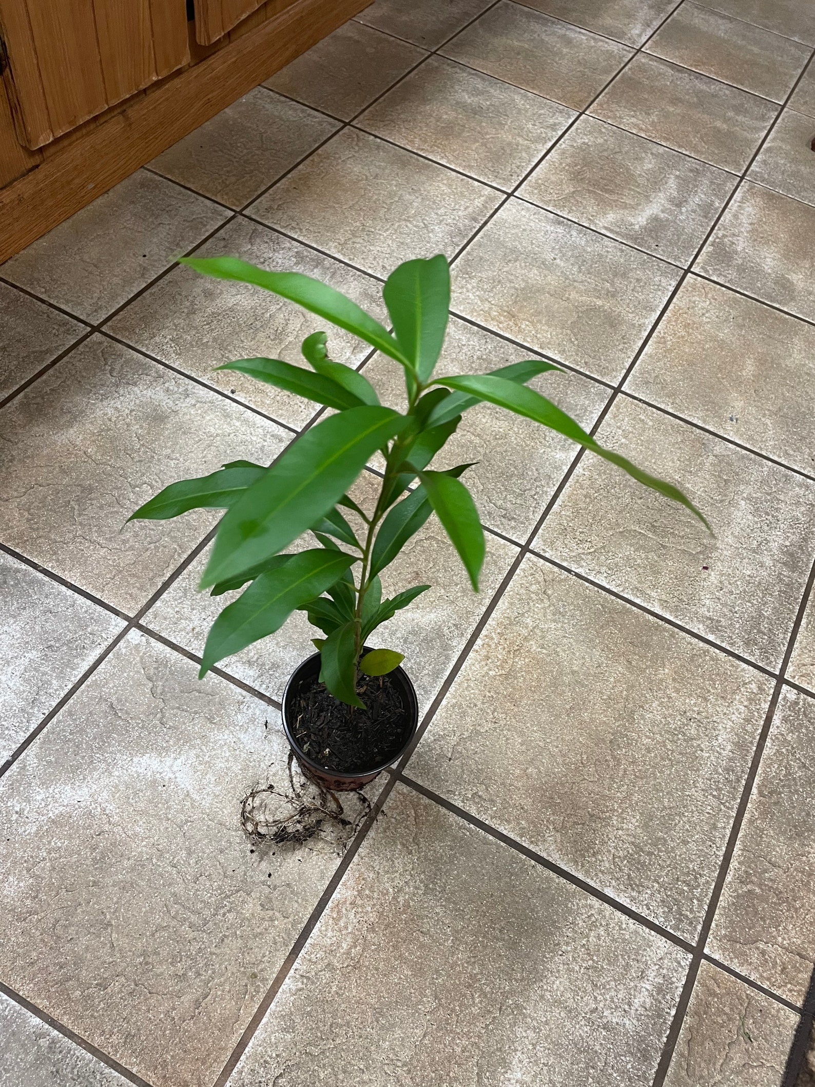 Jamun Jambul Fruit Plant! 15” Syzygium Cumini INDIAN WAX APPLE Java ...