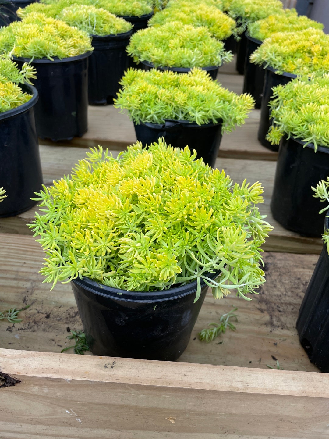 Lemon Ball Plant - Etsy