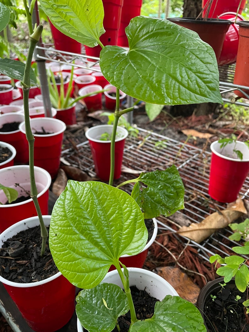 Bush Betel Leaf Plant La Lot Plants With Roots Developed - Etsy