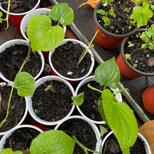 Bush Betel Leaf Plant La Lot Plants With Roots Developed - Etsy