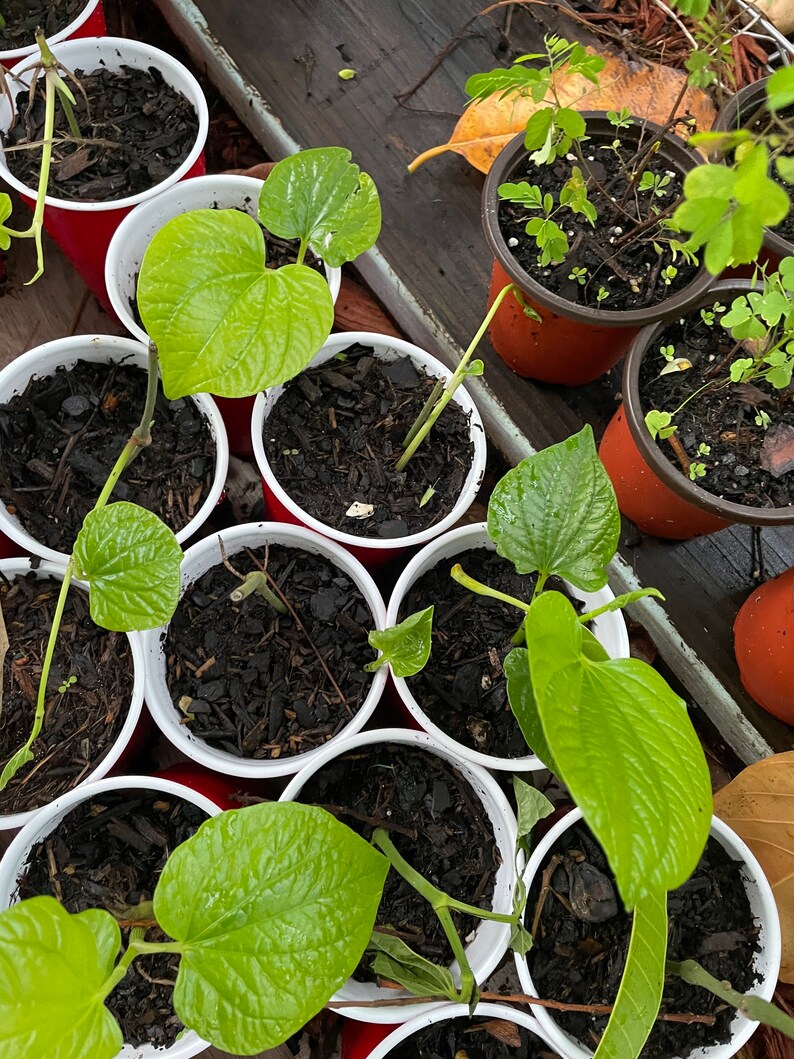Bush Betel Leaf Plant La Lot Plants With Roots Developed - Etsy